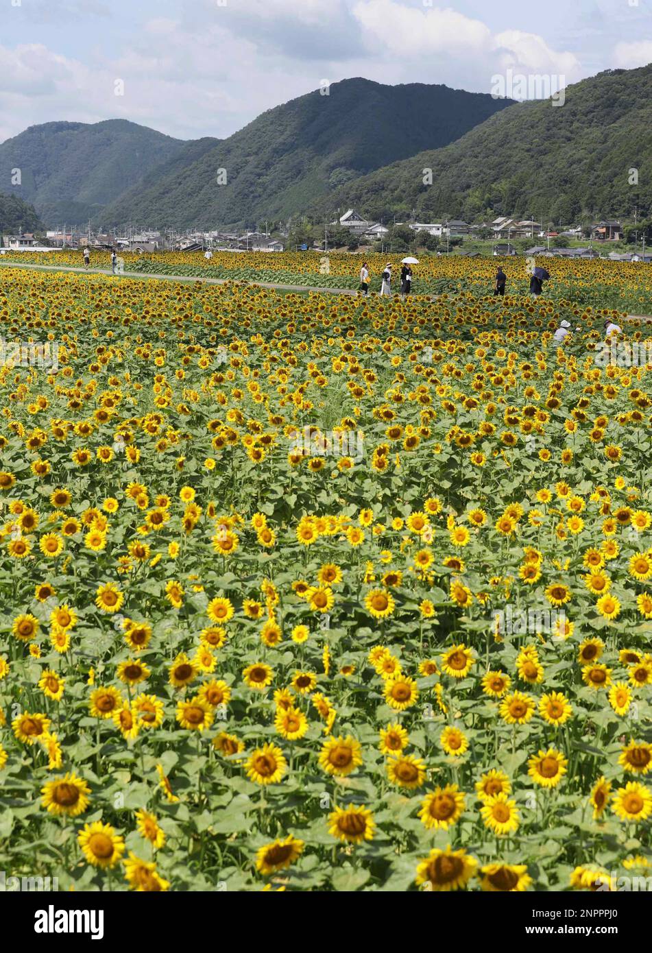 Seven hundred thousands of sunfowers are full bloom at a farm in Sayo ...