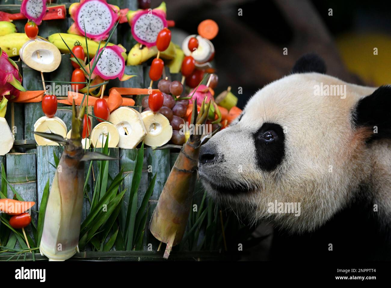 One of the triplet pandas is celebrating its 6th birthday in Guangzhou ...