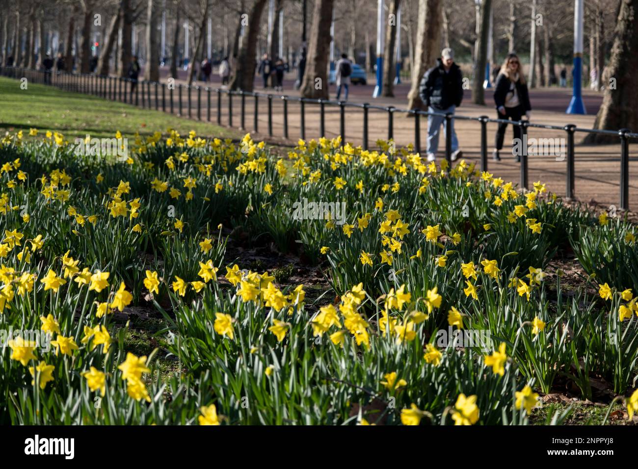 Spring daffodils in St Jamess Park on 6th February 2023 in London ...