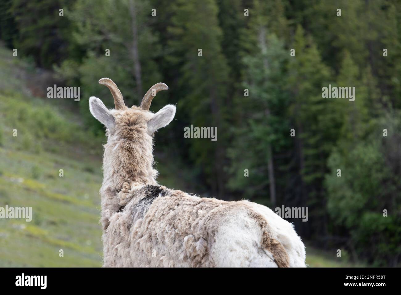 back of bighorn sheep head looking into green forest Stock Photo - Alamy