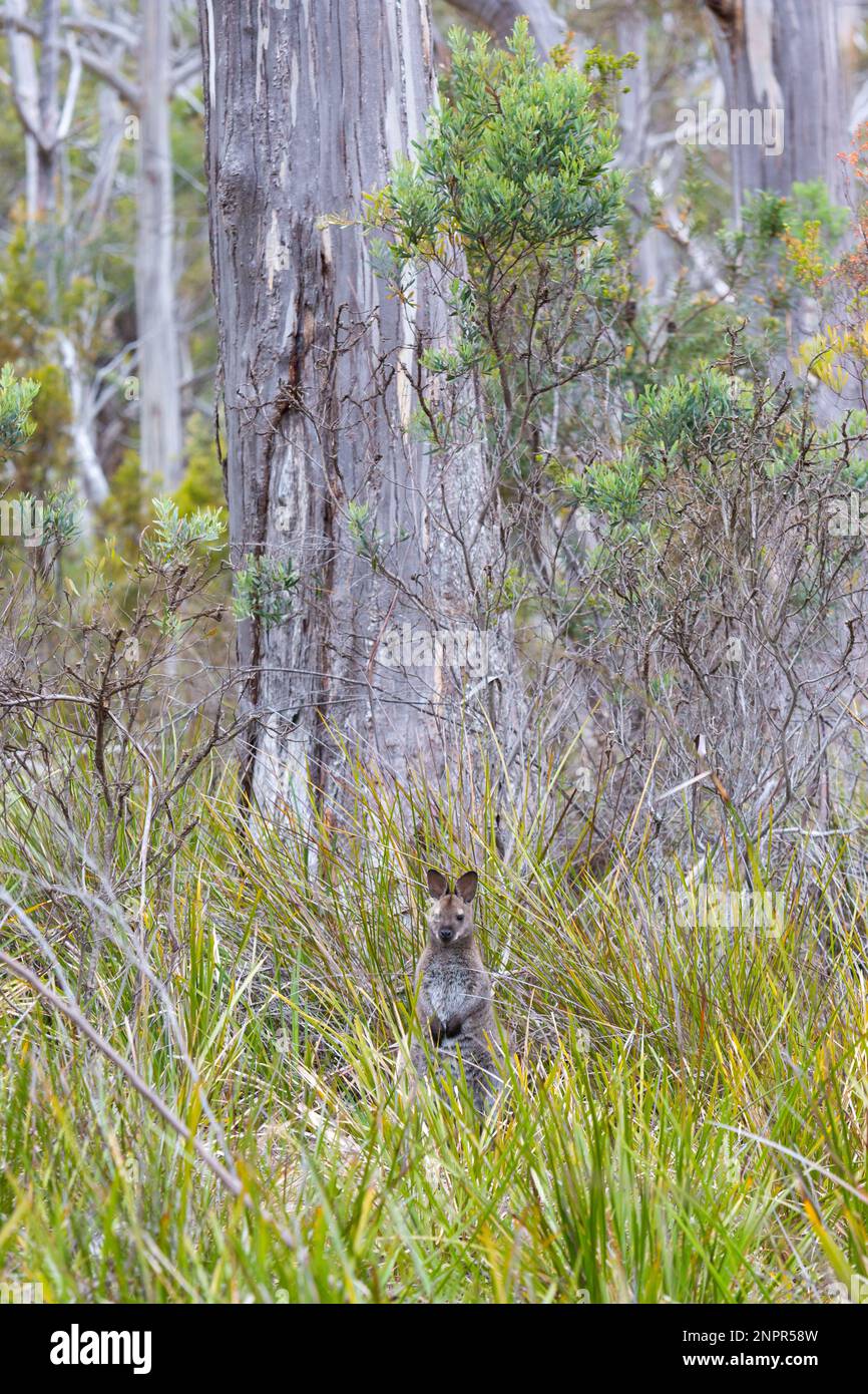Bruny tasmania vertical hi-res stock photography and images - Alamy