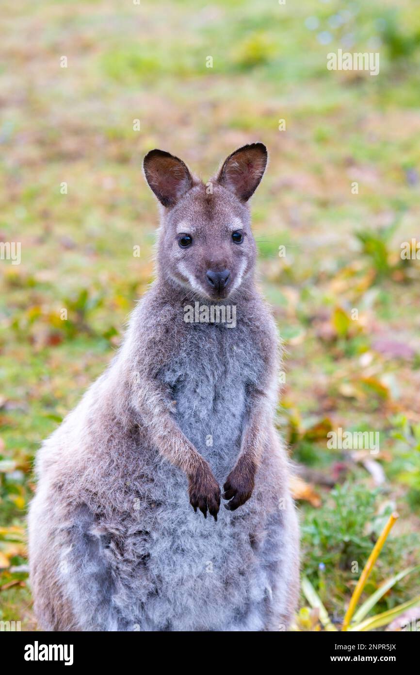 Wild Bennett's wallaby on Bruny Island Tasmania vertical portrait Stock Photo - Alamy