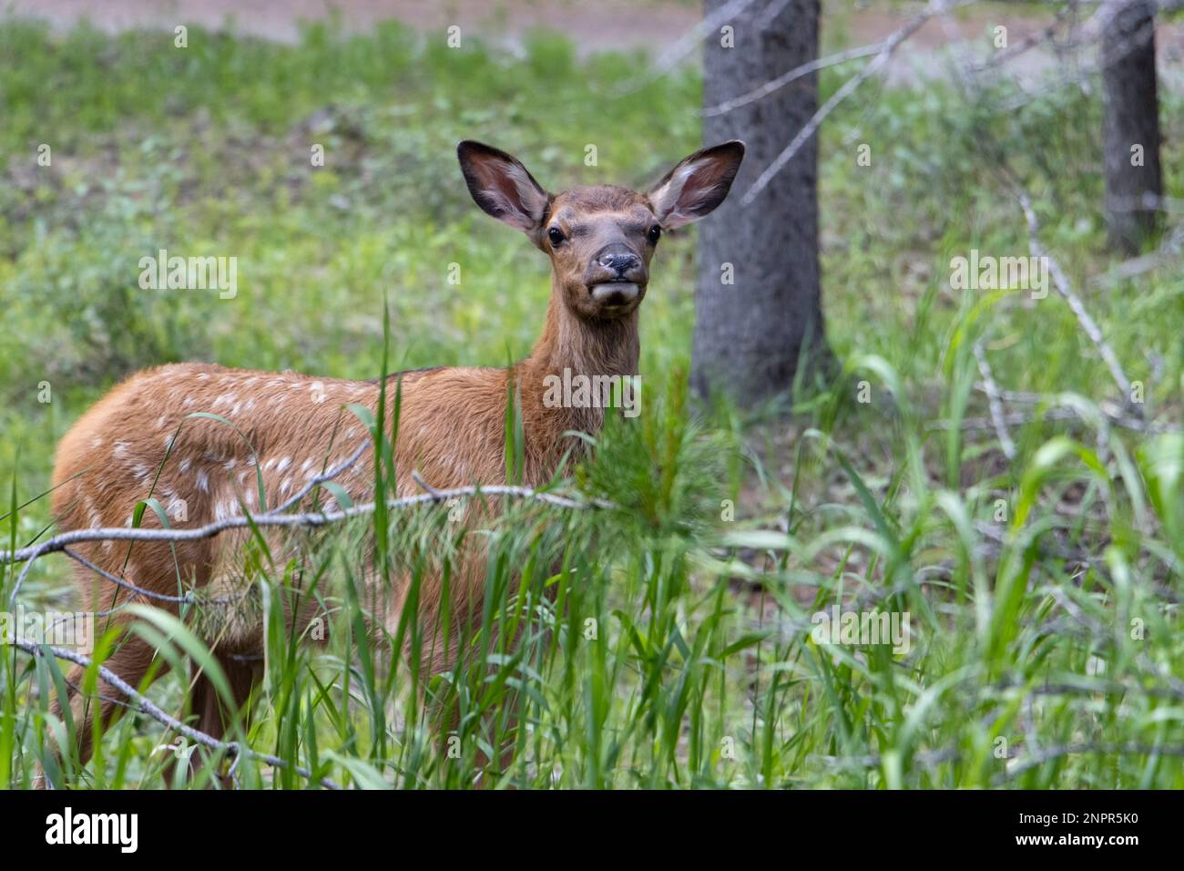 baby elk with spots hiding in long grass Stock Photo - Alamy