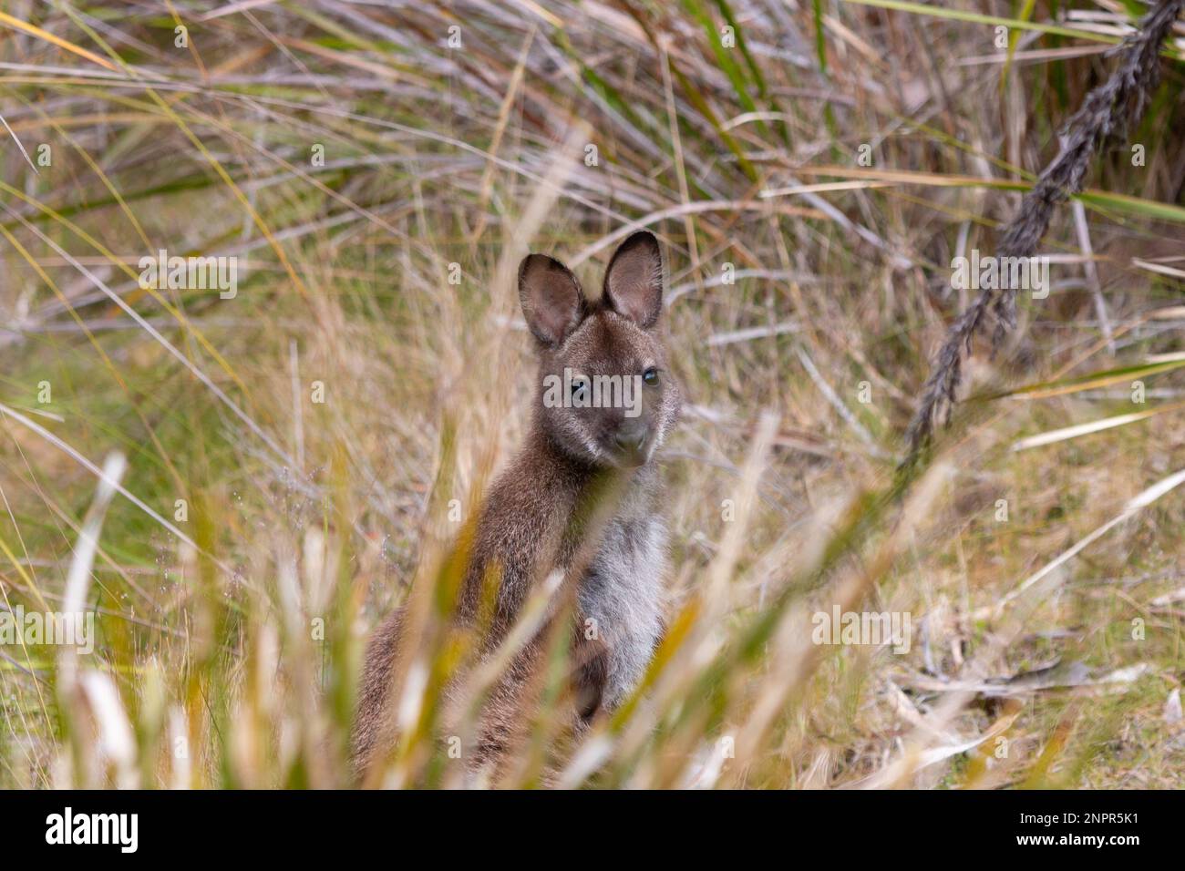 Wild Bennett's wallaby on Bruny Island Tasmania Stock Photo - Alamy