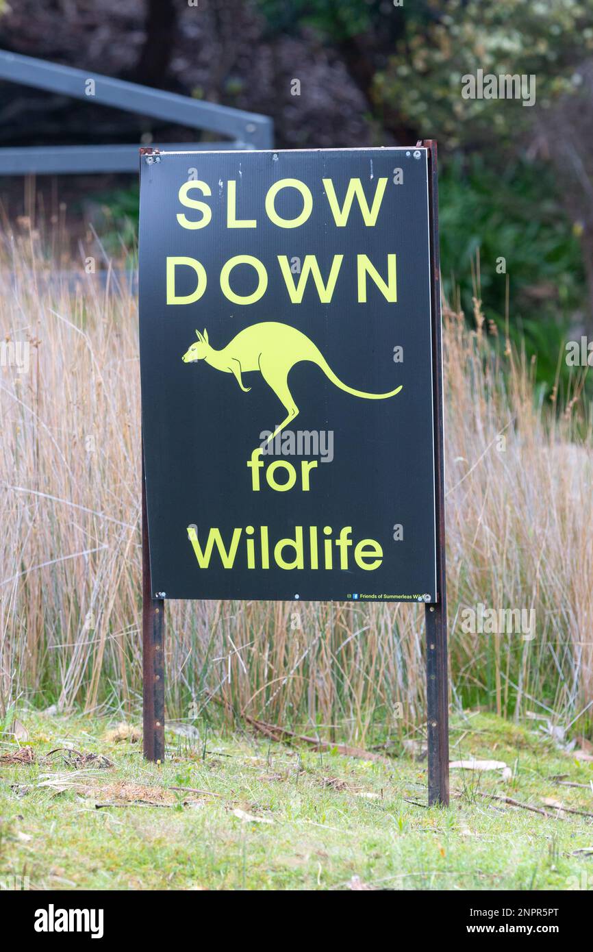 Bruny Island Tasmania, Australia - December 18 2022: driver warning ...