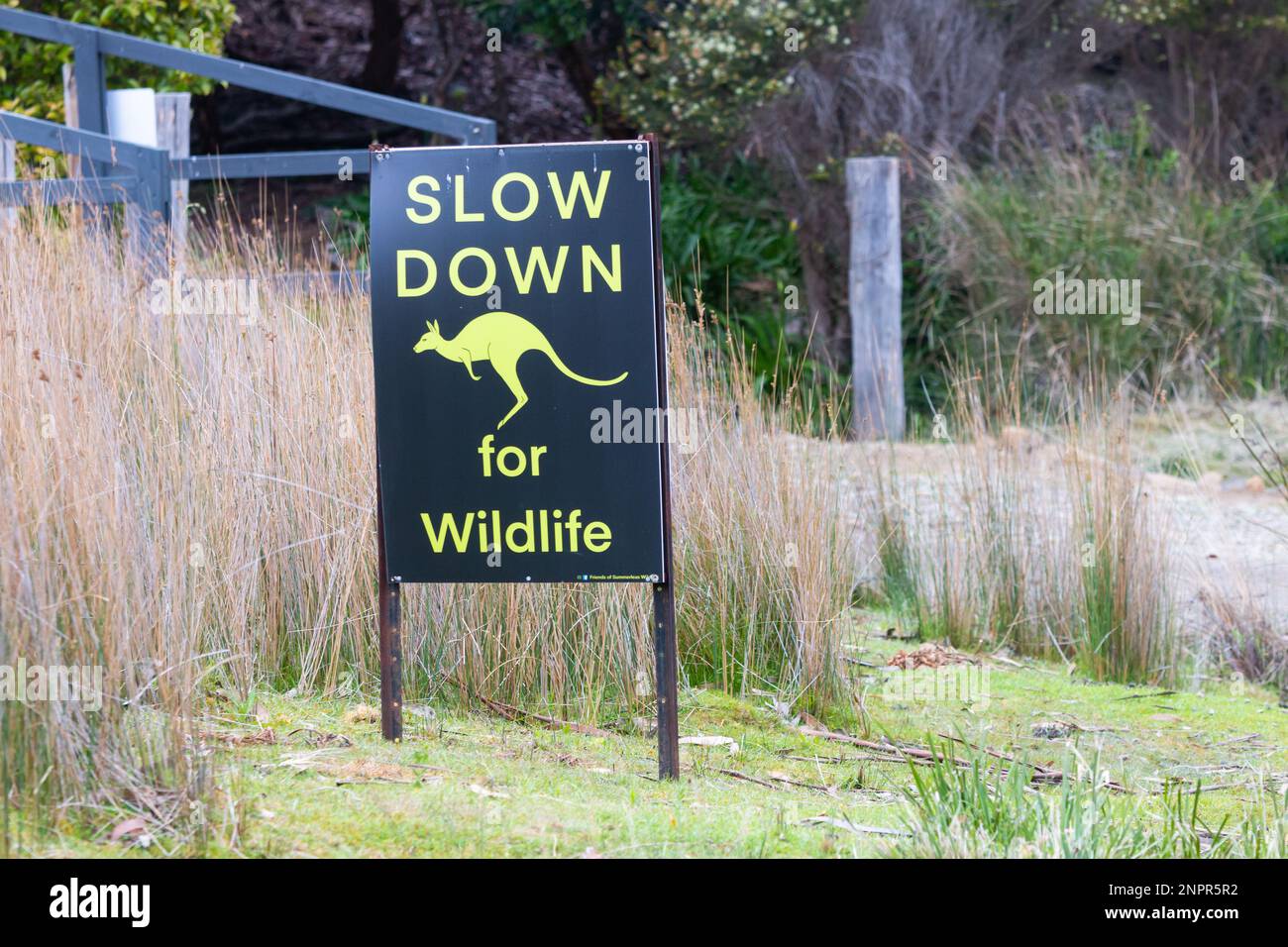 Bruny Island Tasmania, Australia - December 18 2022: roadside wildlife ...