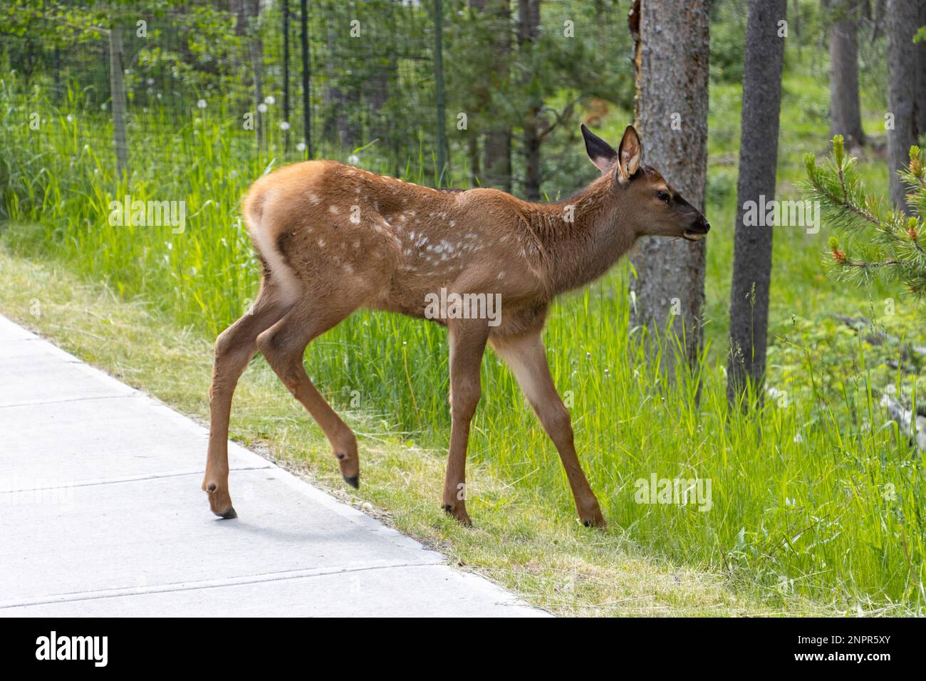 baby elk walking across road into forest on wobbly legs Stock Photo - Alamy