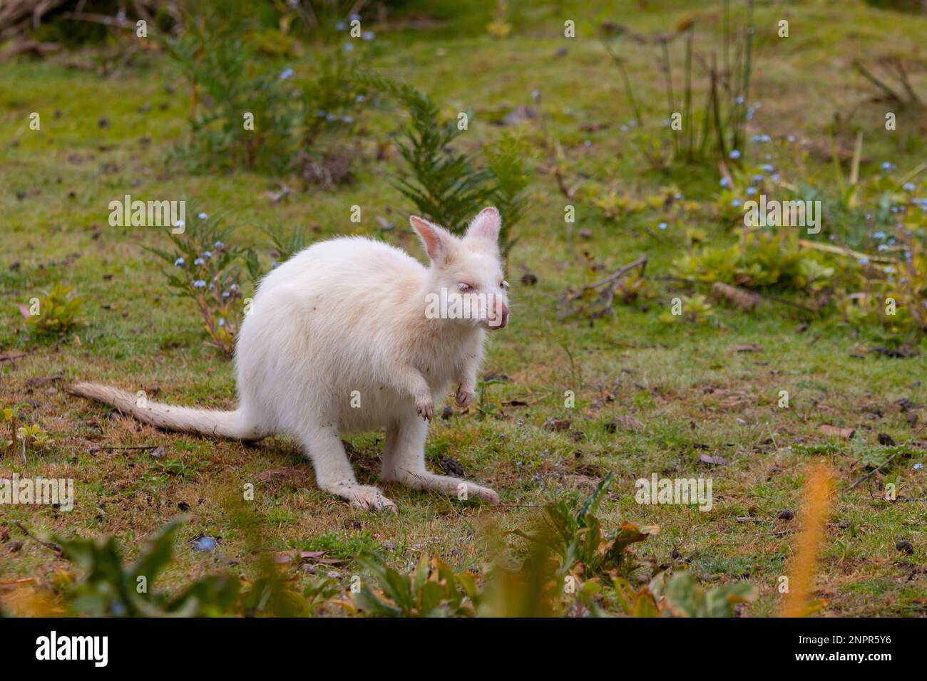 wild cute little white Albino Bennett's wallaby on Bruny Island ...