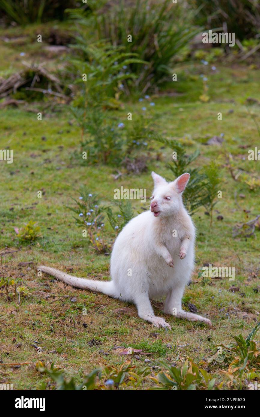 Albino paw hi-res stock photography and images - Alamy