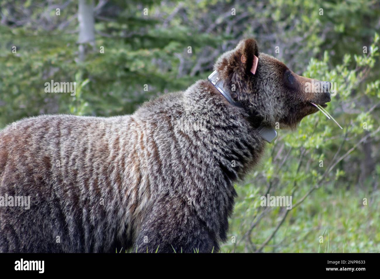 Wearing tracking collar hi-res stock photography and images - Alamy