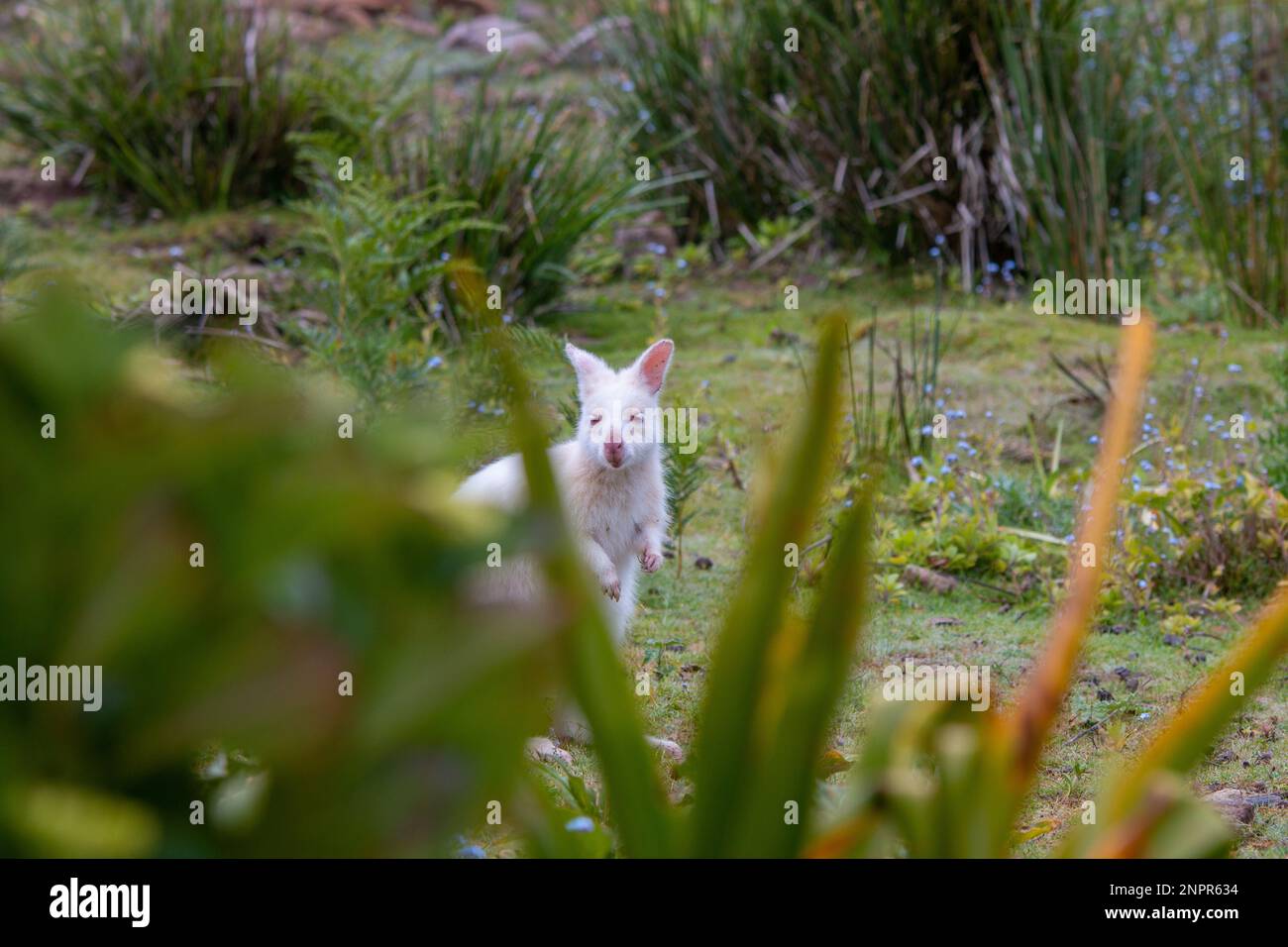 cute wild Albino Bennett's wallaby on Bruny Island Tasmania Stock Photo - Alamy