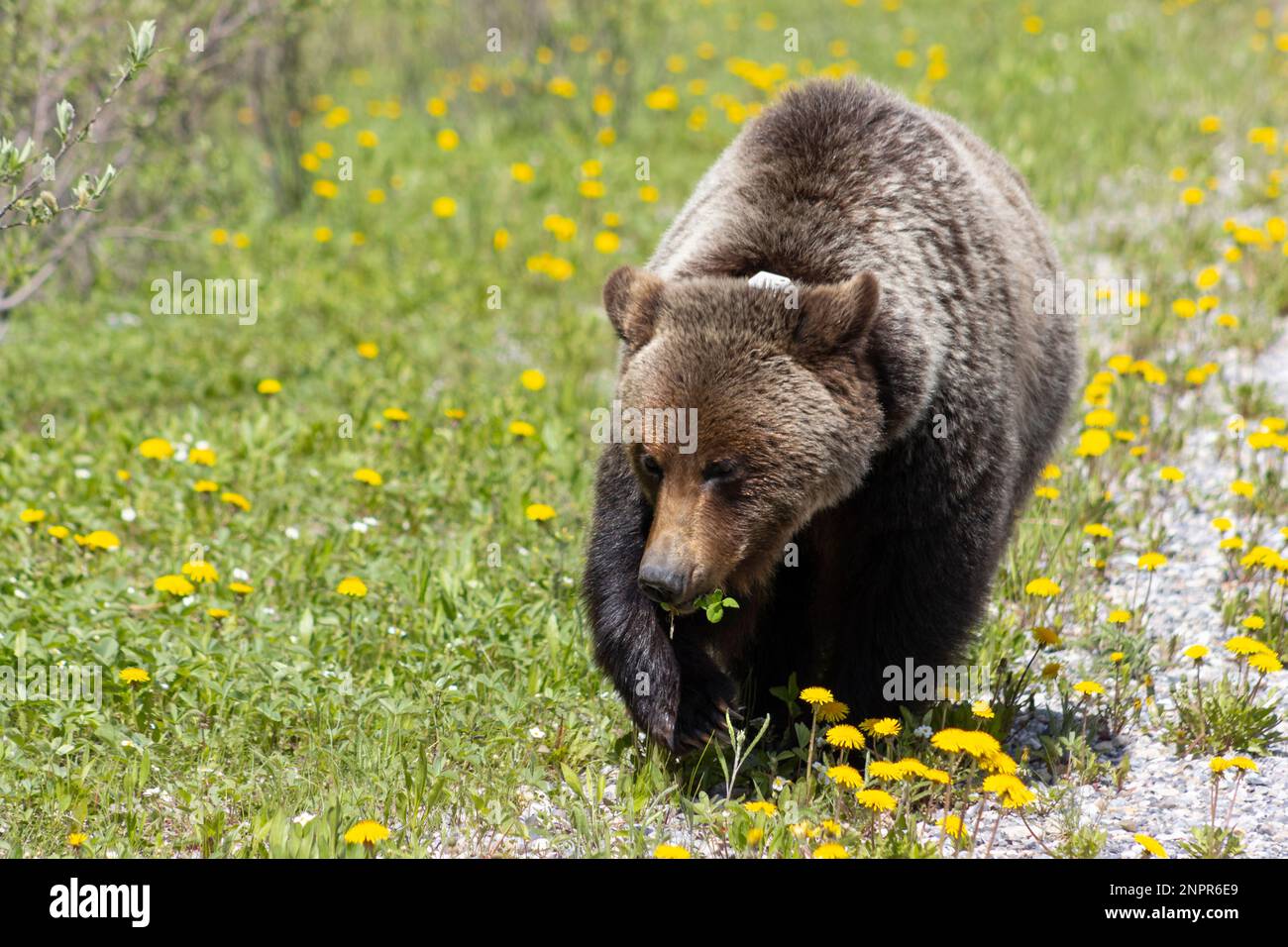 female grizzly bear wandering through dandelions Stock Photo - Alamy