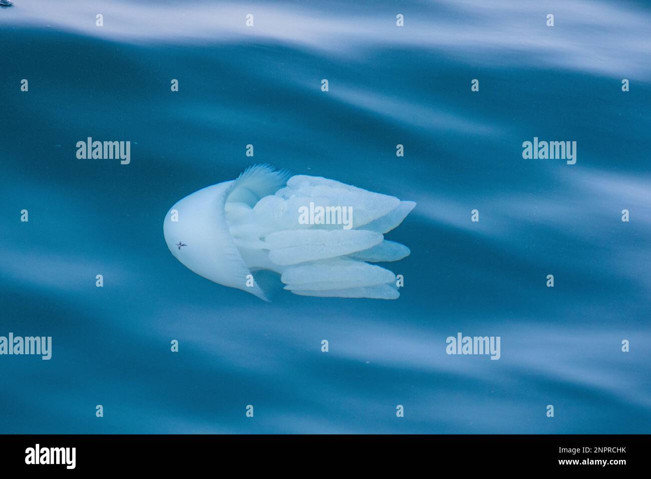 Warm weather brings out barrel jellyfish in Persian Gulf. Manama ...