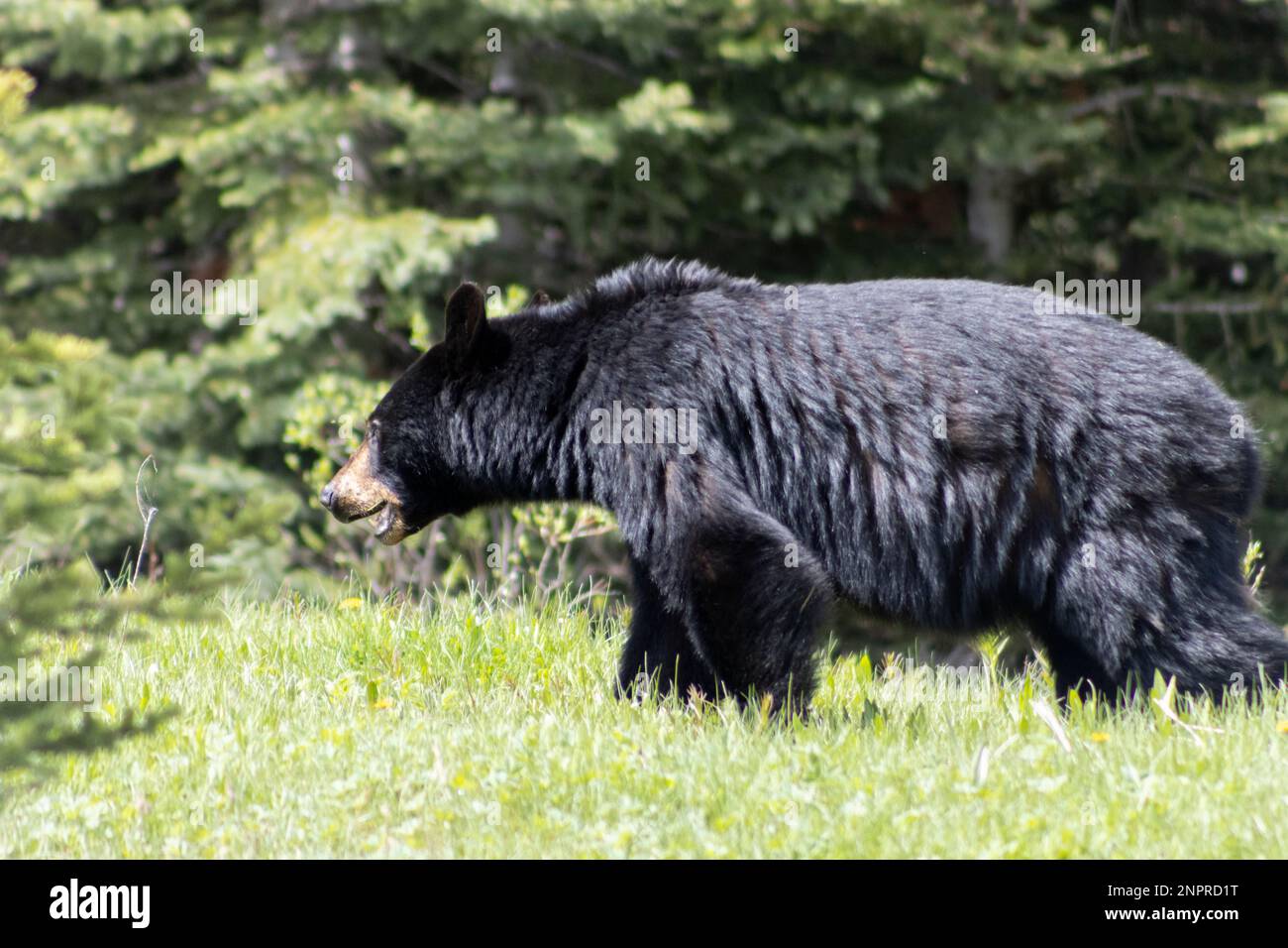 side profile of black bear in green grass in front of trees Stock Photo ...