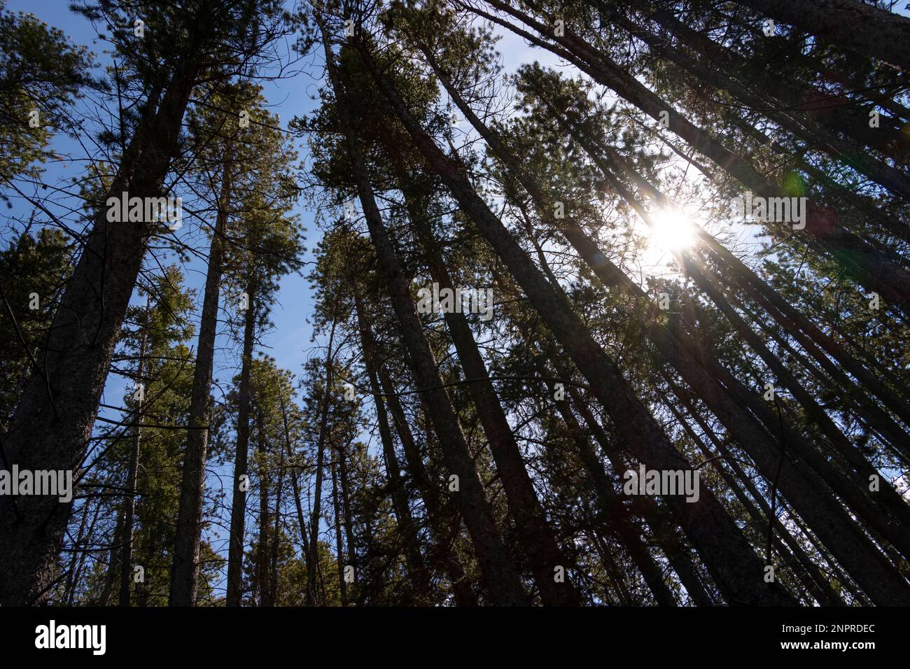 looking up through trees with sun shining between branches Stock Photo ...