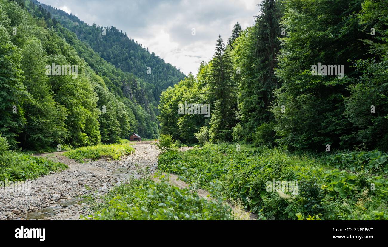 Wild forests in Transylvania, Romania Stock Photo - Alamy