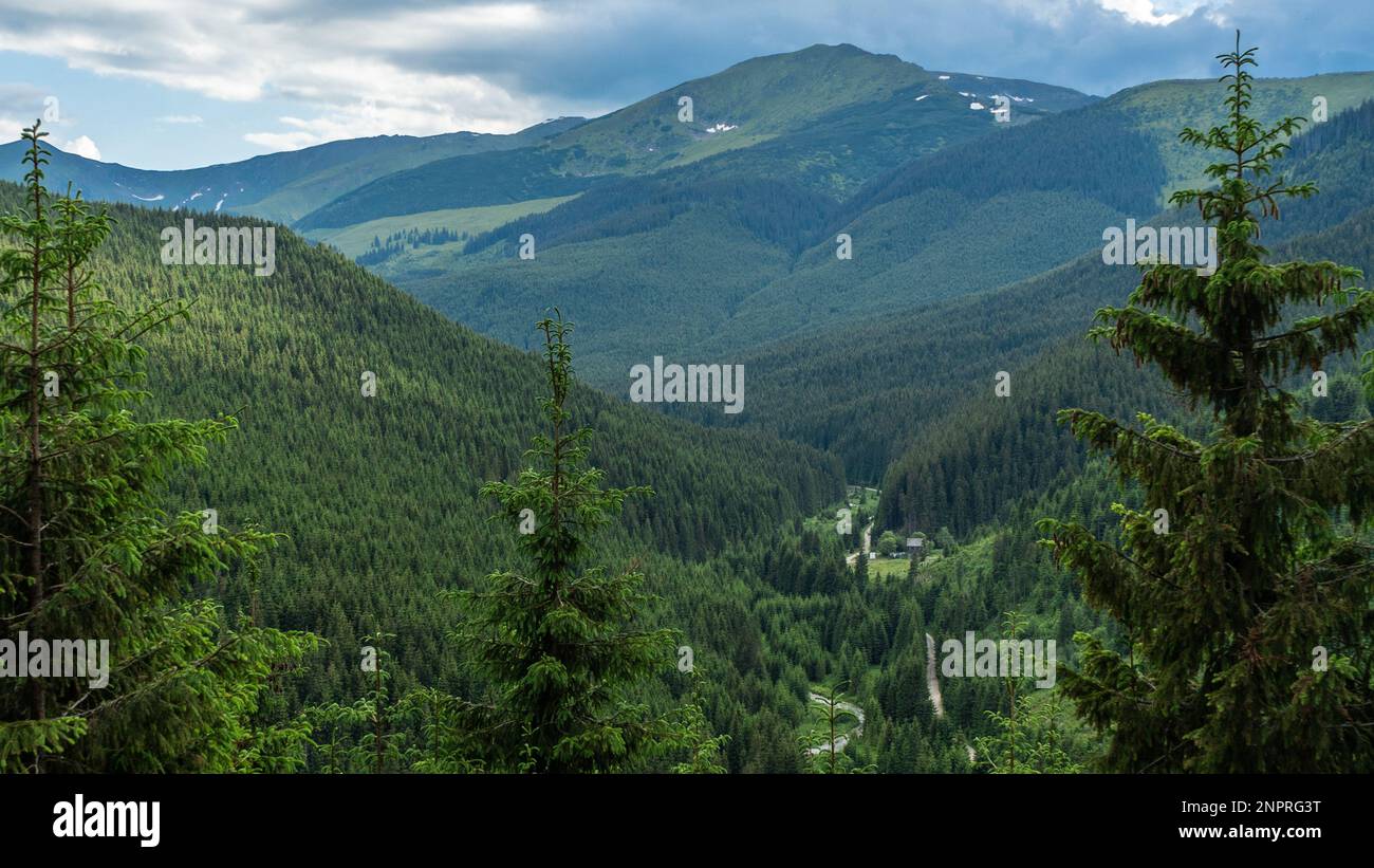 Wild forests in Transylvania, Romania Stock Photo - Alamy