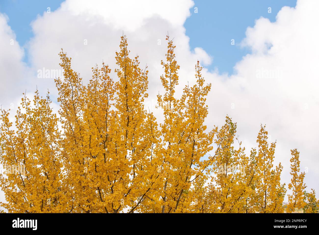 Bright yellow birch tree in fall autumn stunning bloom with clouds and ...