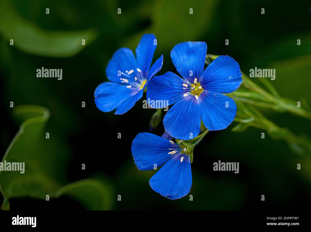July 17, 2020: Wild Blue Flax wildflowers are at the peak of their ...