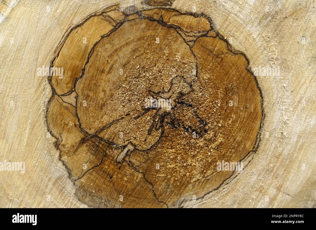 Wooden texture of the cross section of a cut log.Wood rings. Wood texture Stock Photo - Alamy