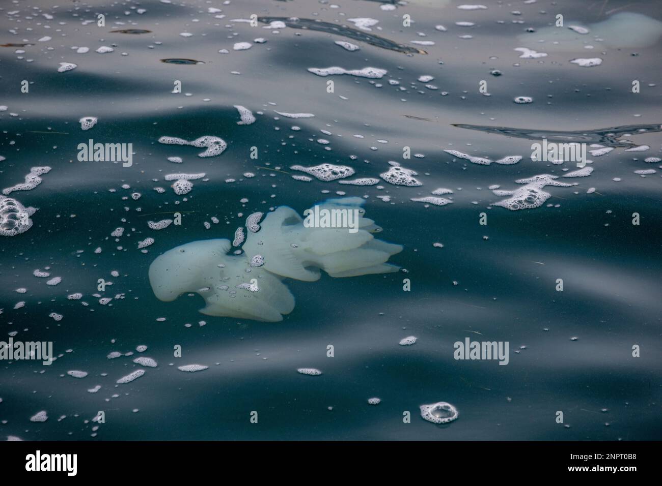 Warm weather brings out barrel jellyfish in Persian Gulf. Manama ...