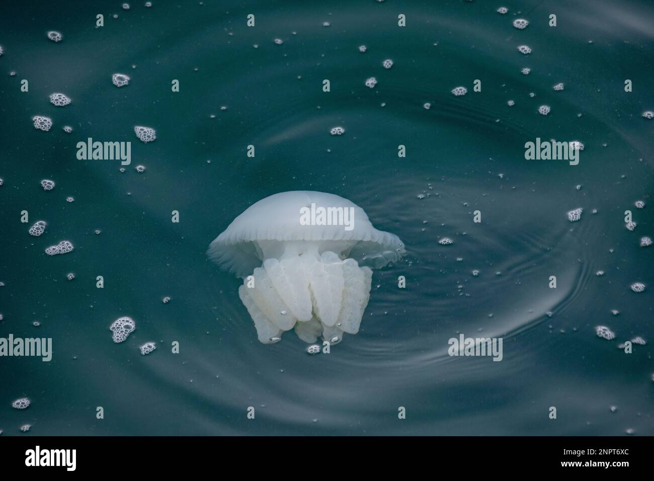 Warm weather brings out barrel jellyfish in Persian Gulf. Manama ...