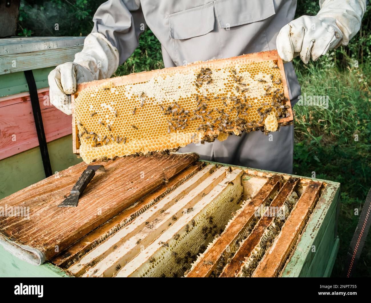 Beekeeper holds a honey cell with bees in his hands. Apiculture and ...