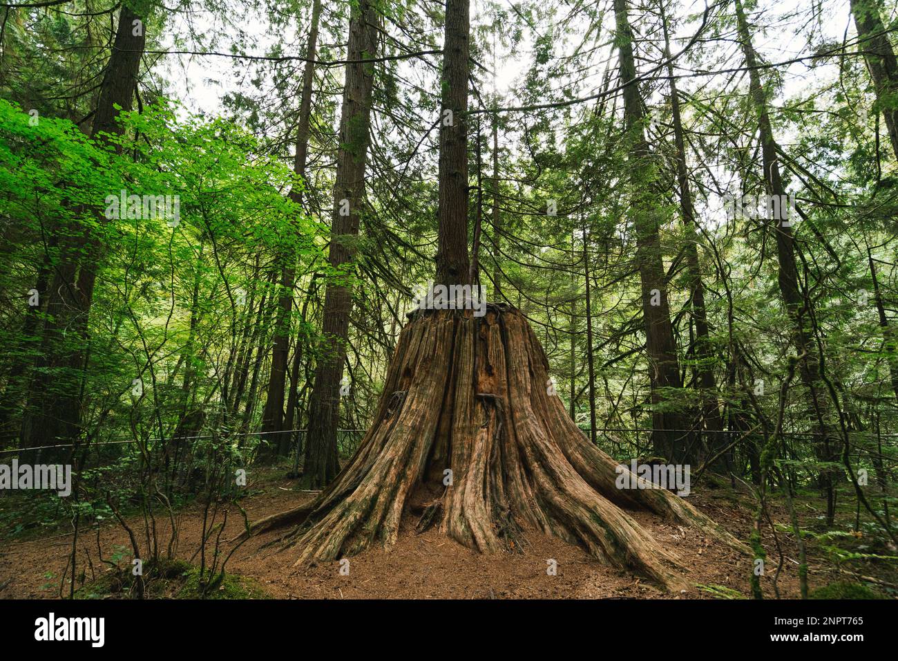 Lynn Canyon Park in West Vancouver, British Columbia, Canada - tree ...