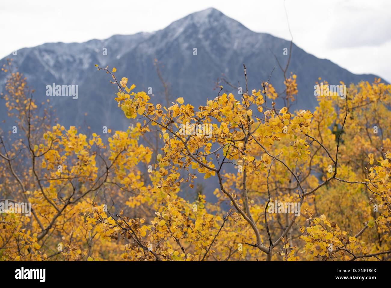 Stunning Haines Junction located in the northern Yukon Territory ...