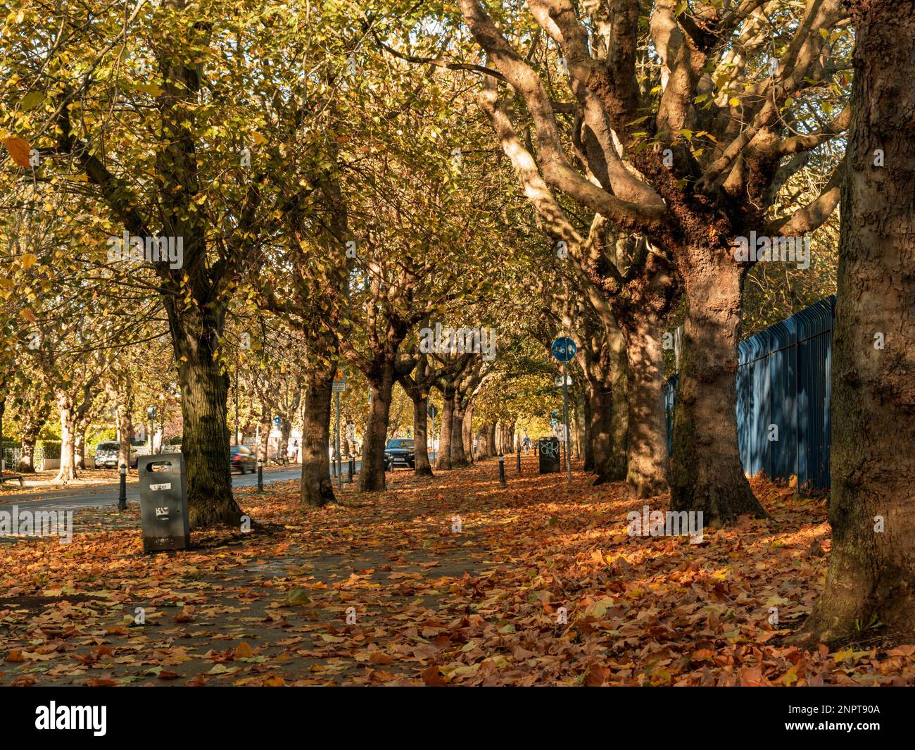 Autumn colours on Griffith Avenue Stock Photo - Alamy