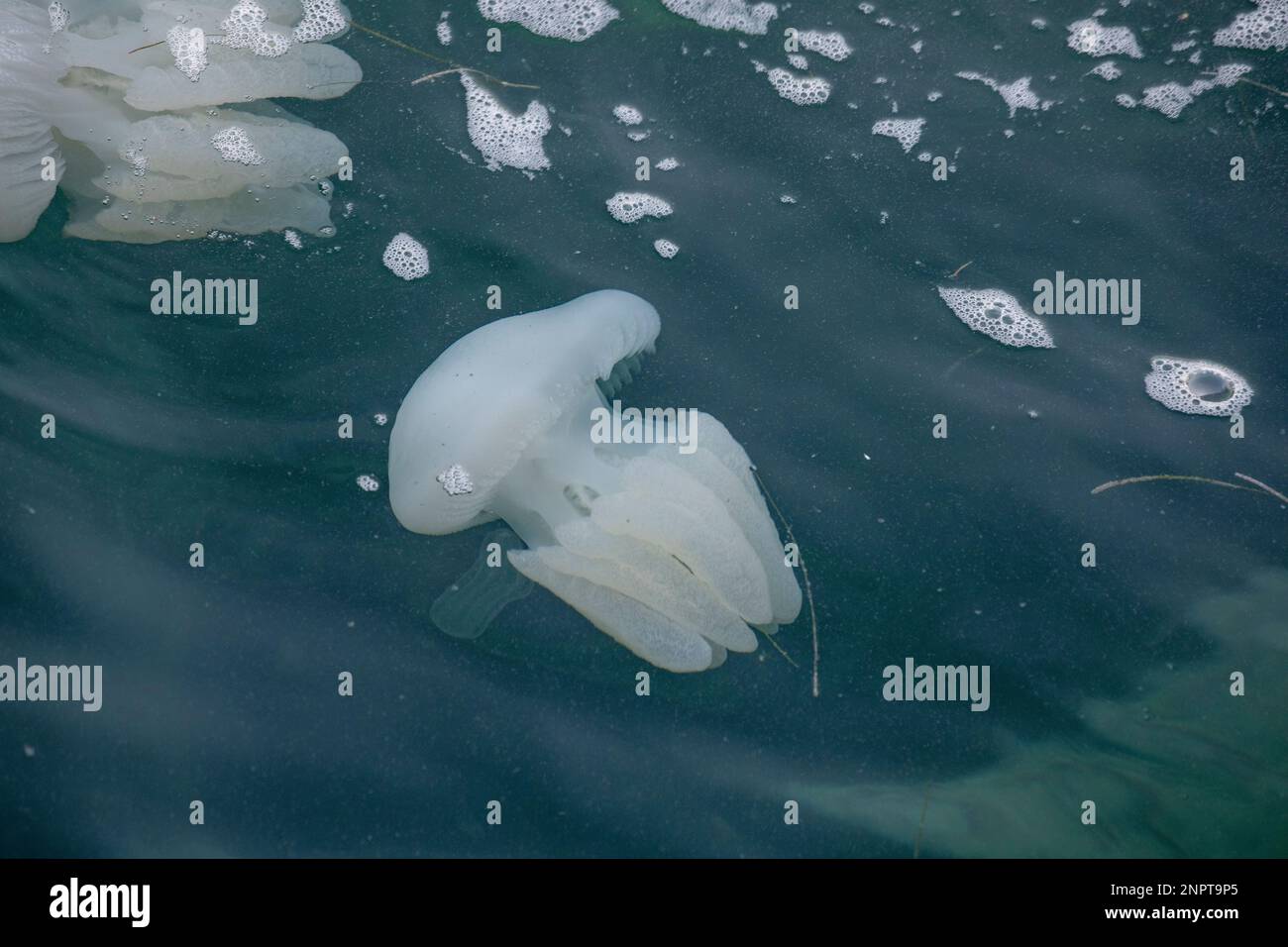 Warm weather brings out barrel jellyfish in Persian Gulf. Manama ...