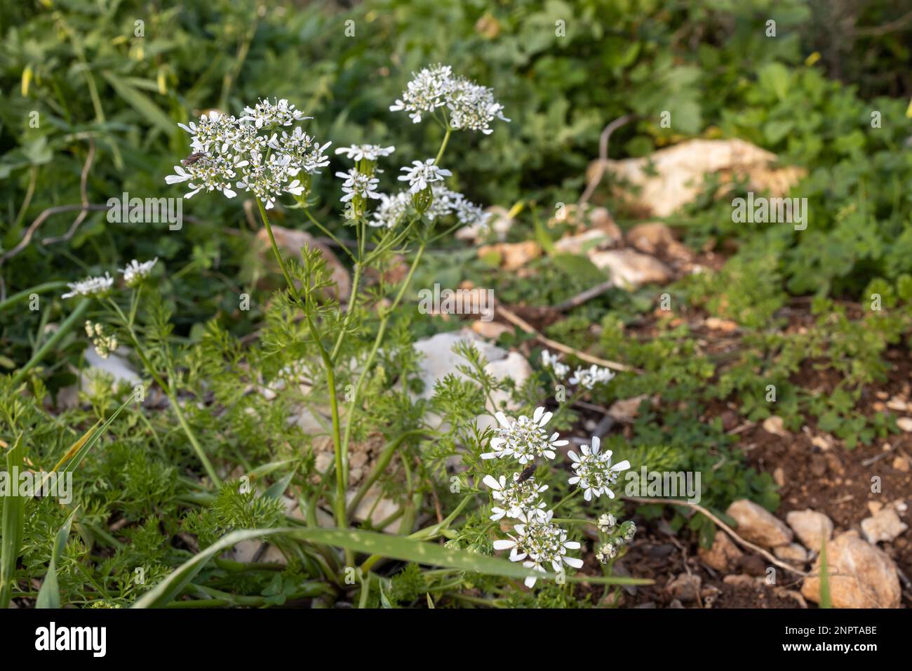 Scandix australis subsp australis hi-res stock photography and images ...