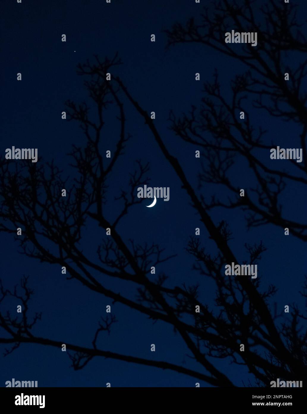 Crescent moon through trees hi-res stock photography and images - Alamy