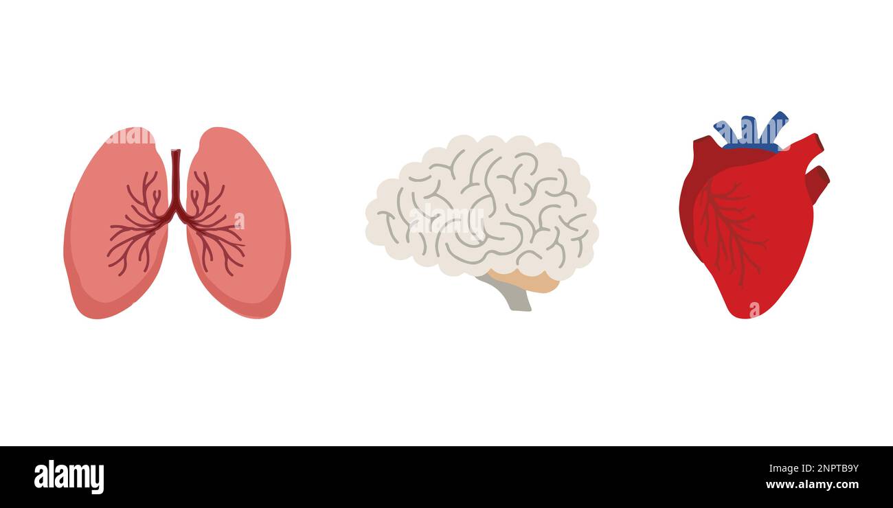 Lungs And Heart Clipart