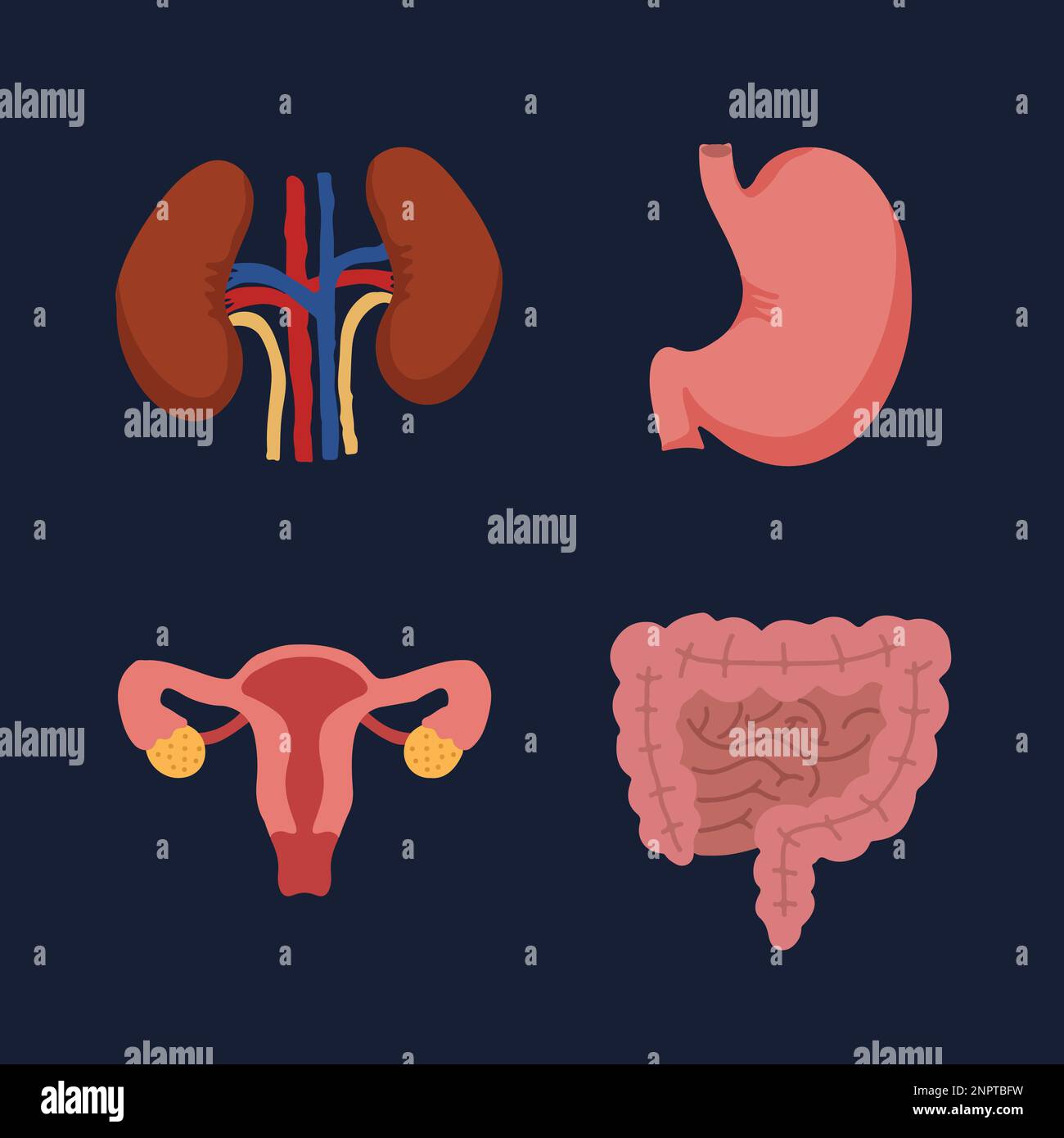 Human Body Internal Organs Cartoon at Melba Maxwell blog