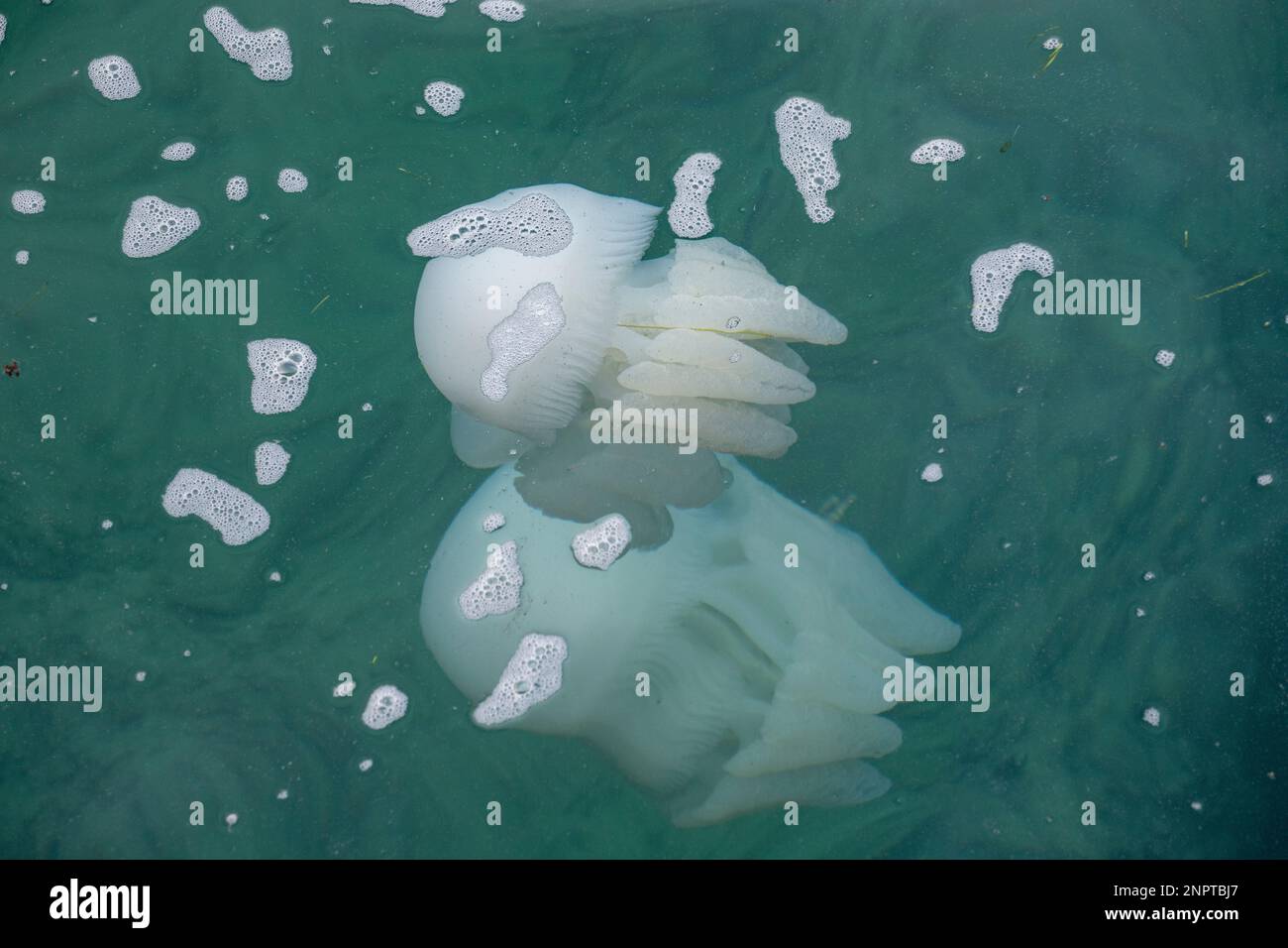 Warm weather brings out barrel jellyfish in Persian Gulf. Manama ...