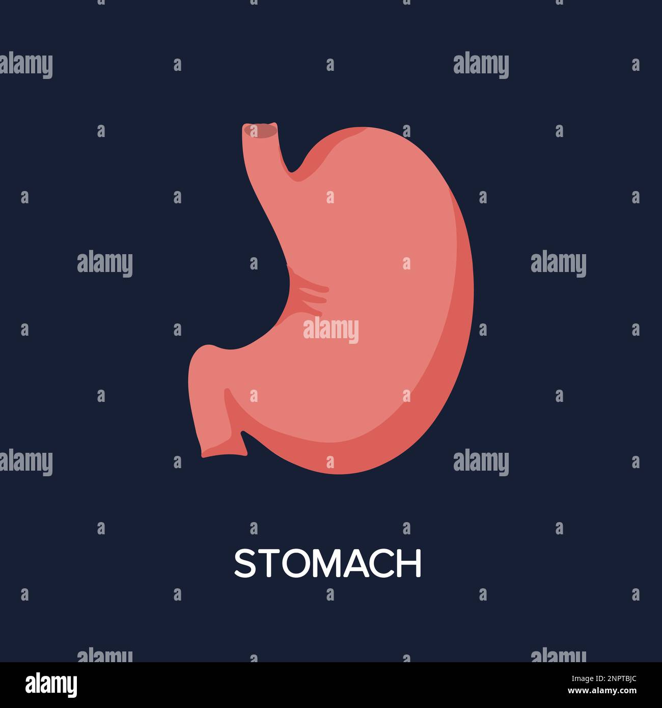 Human Internal organs, cartoon anatomy body part stomach, vector ...
