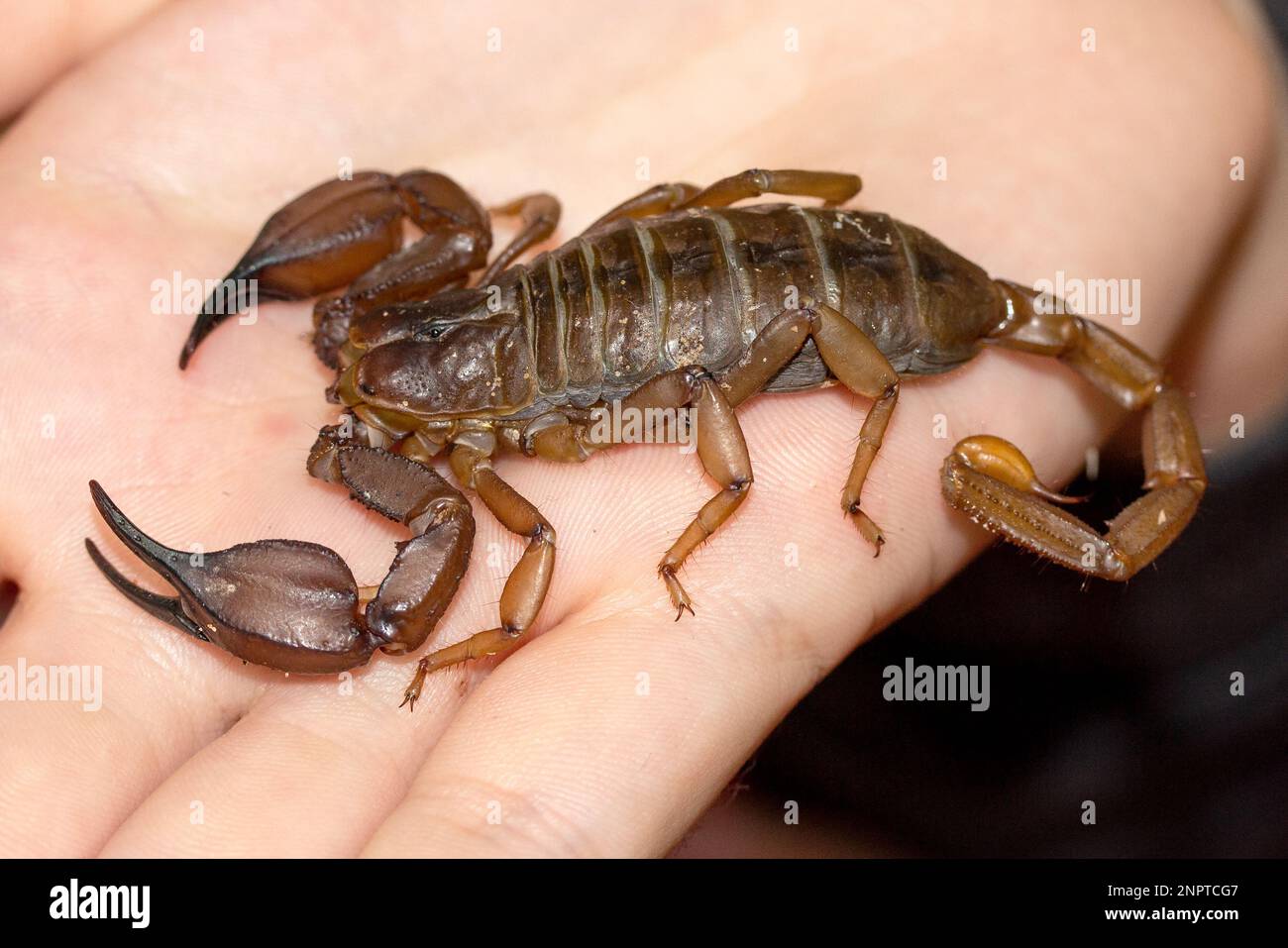 Australian Flinders Ranger's Scorpion resting on person's hand Stock ...