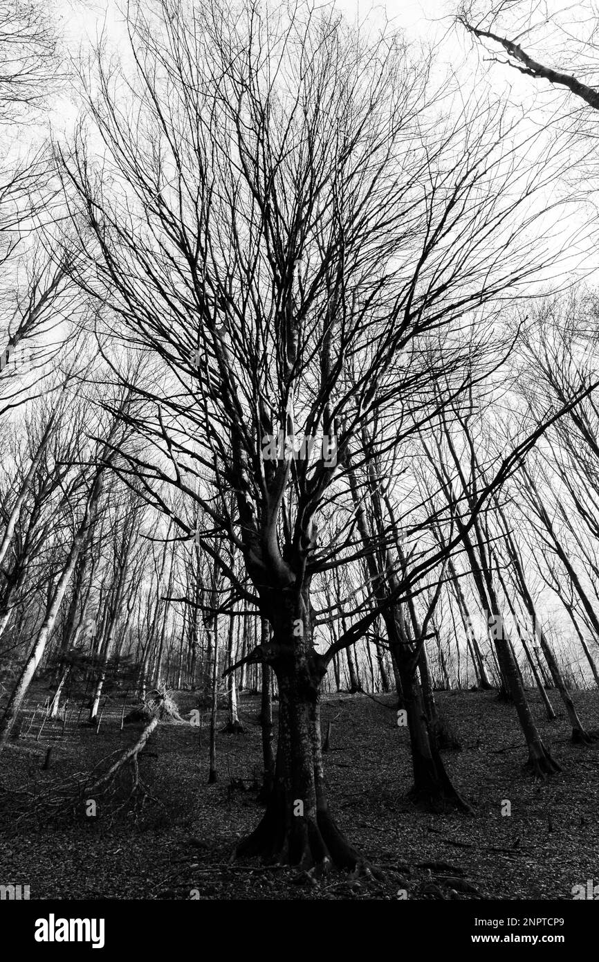 Tall , haunting trees shapes in a forest Stock Photo - Alamy
