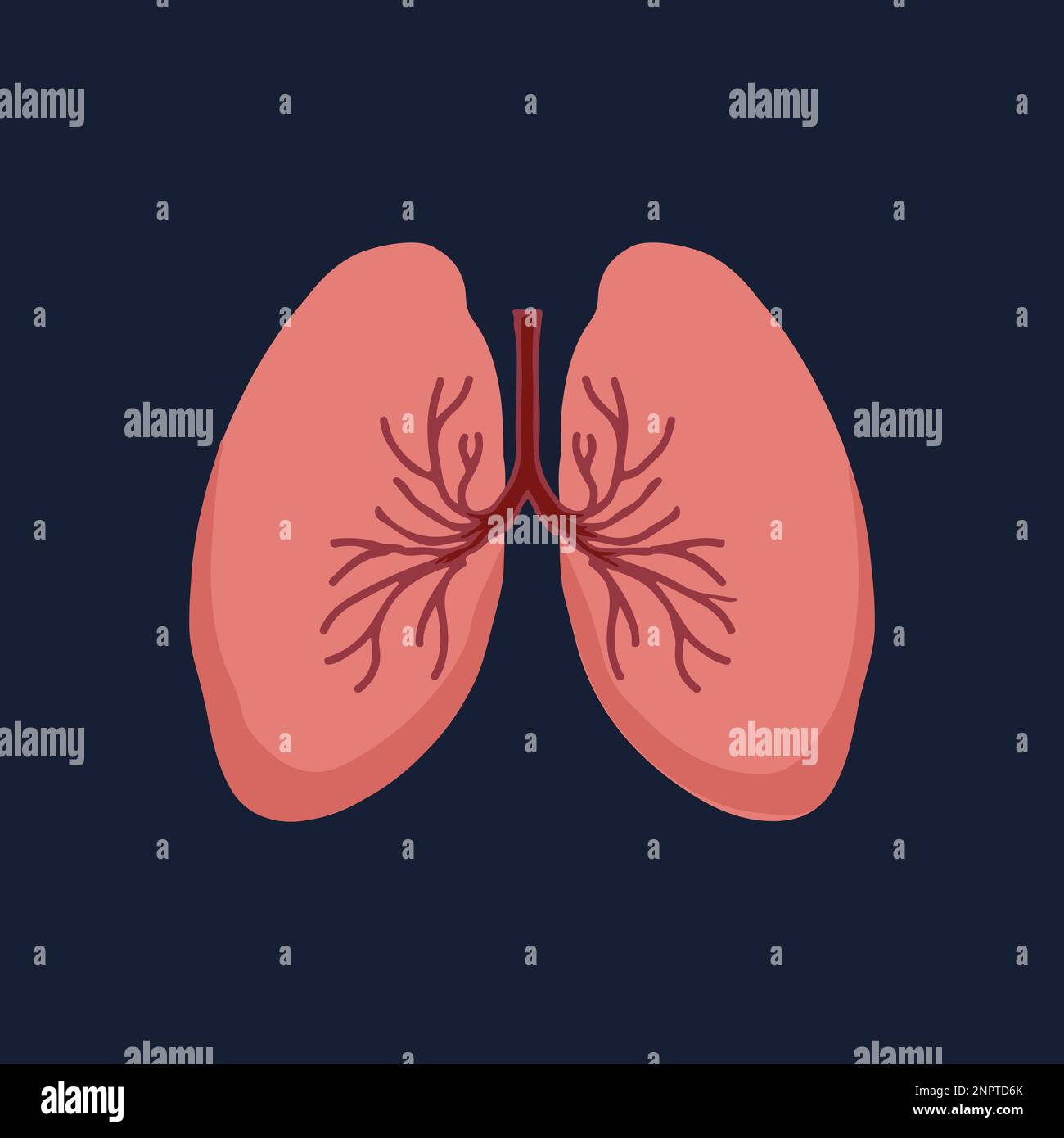 Human Internal organs, cartoon anatomy body part lungs, vector ...