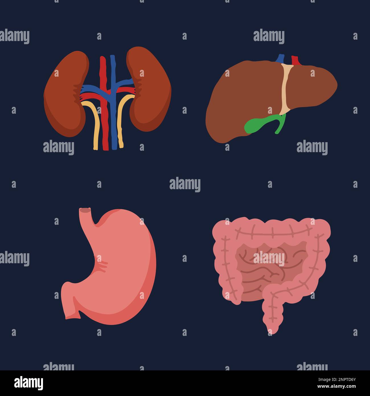 Human Internal Organs Cartoon Anatomy Body Part Intes