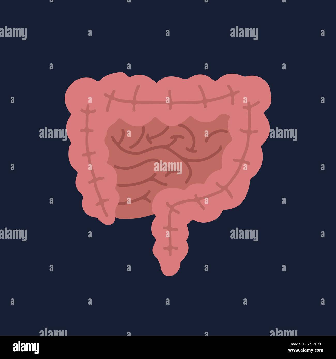 Human Internal organs, cartoon anatomy body part intestinal system ...