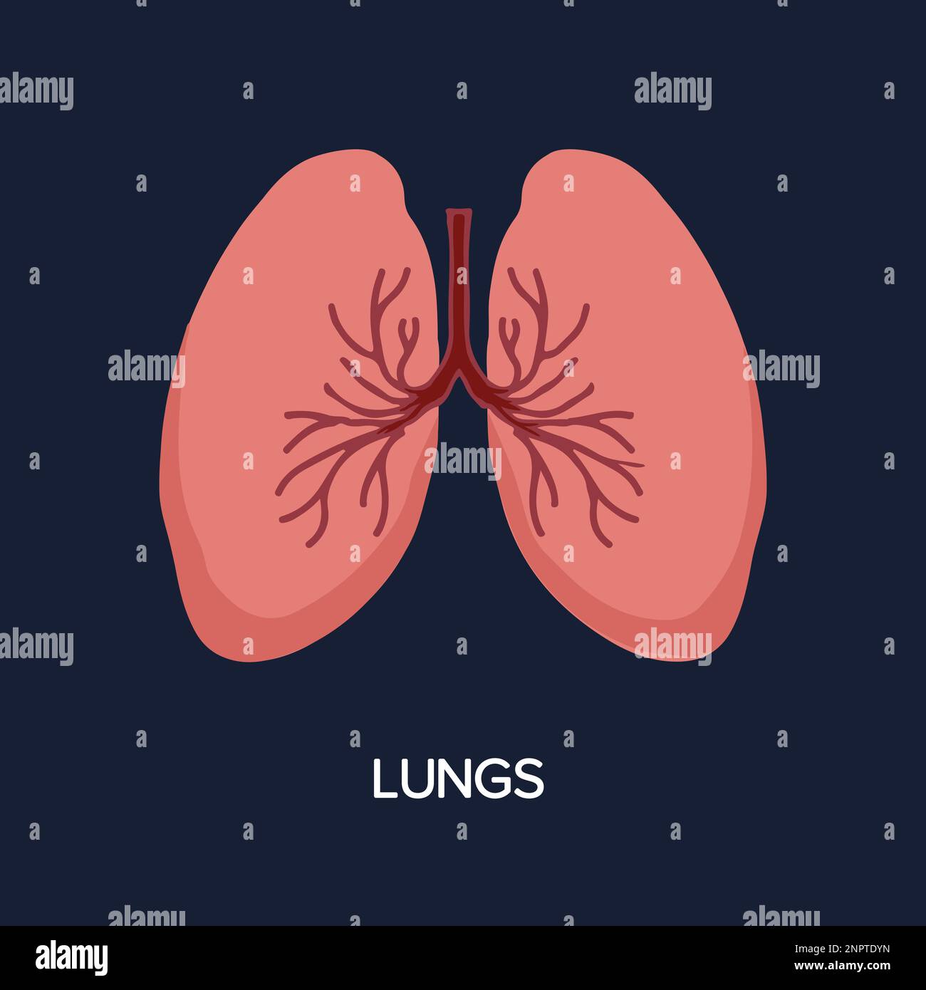 Human Internal organs, cartoon anatomy body part lungs, vector ...