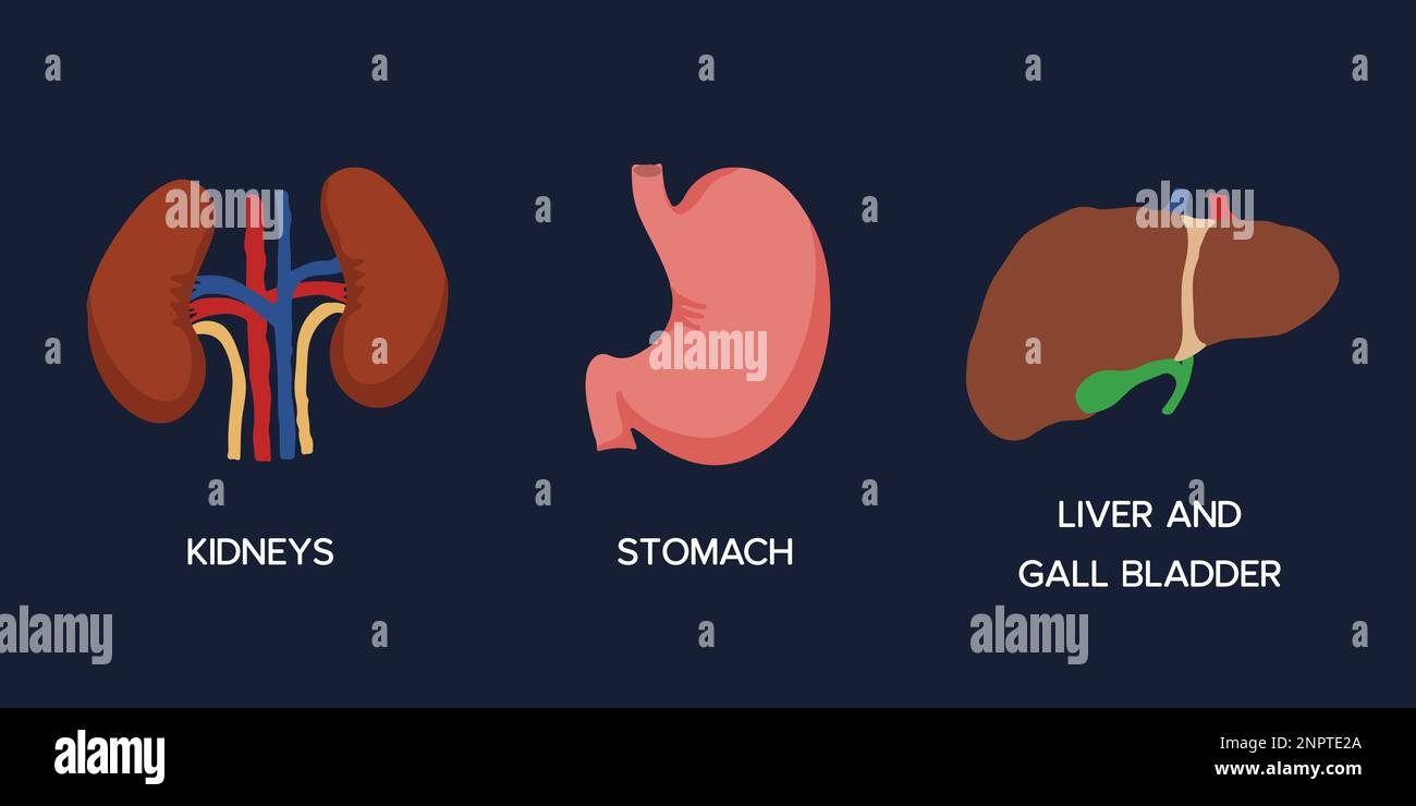 Human Internal organs, cartoon anatomy body parts, stomach, kidneys and ...