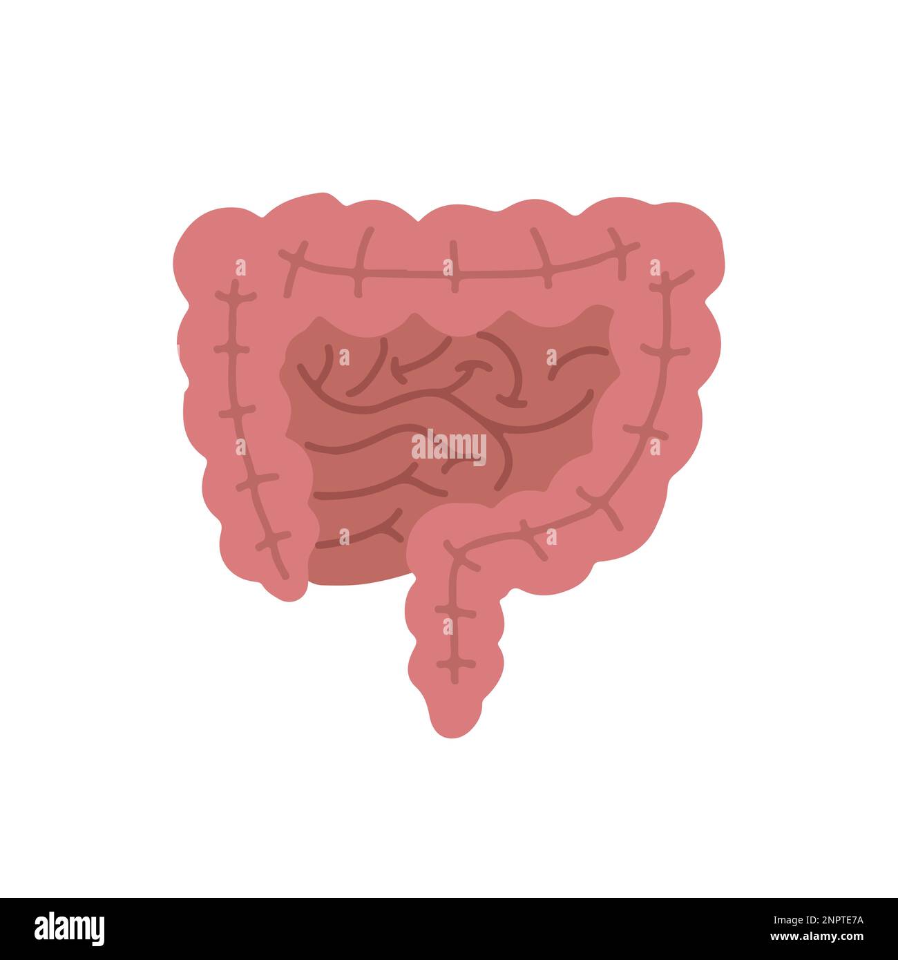 Human Internal organs, cartoon anatomy body part intestinal system ...