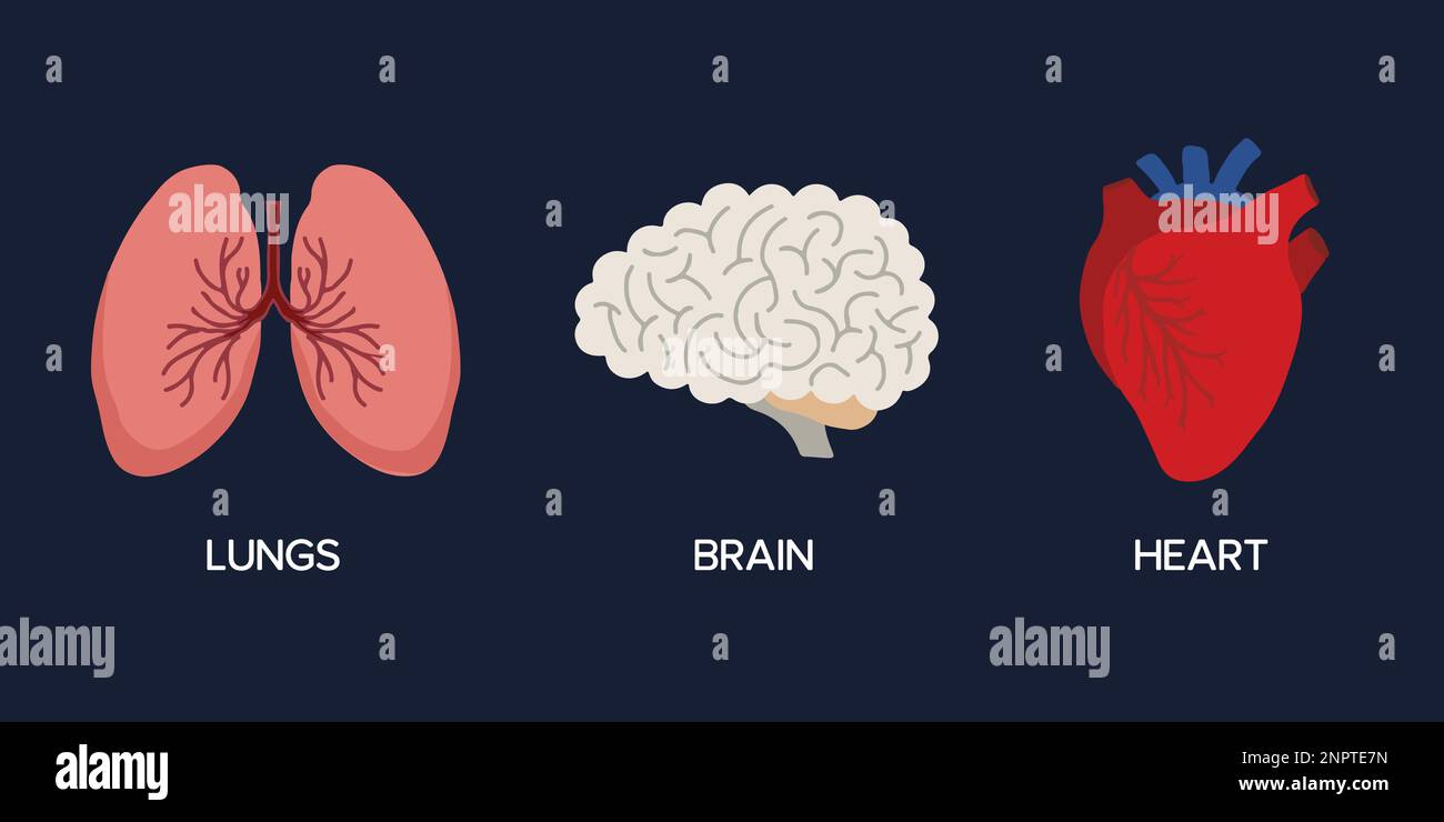 Human Internal organs, cartoon anatomy body parts brain, heart and ...