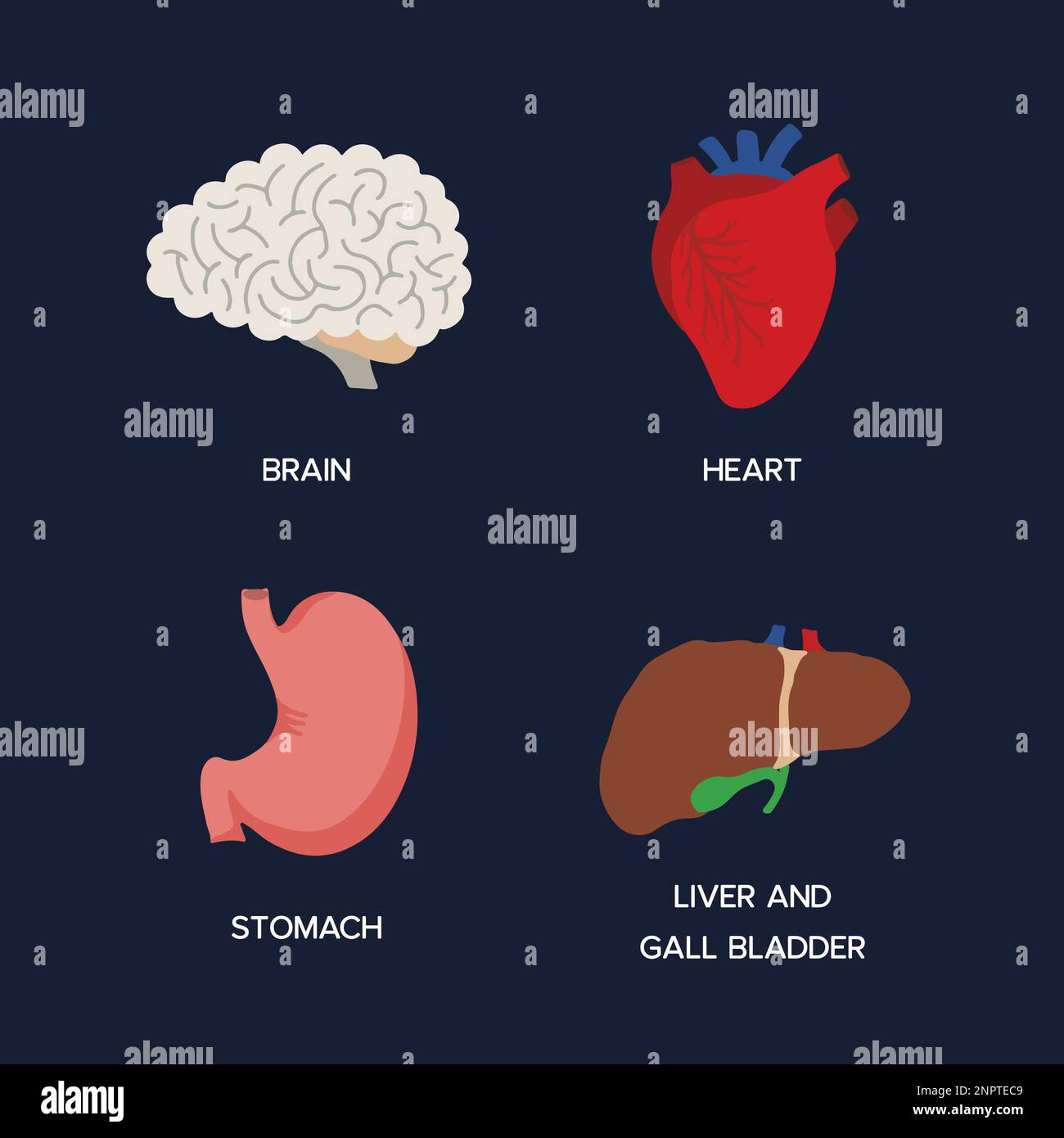 Gastric vein Stock Vector Images - Alamy