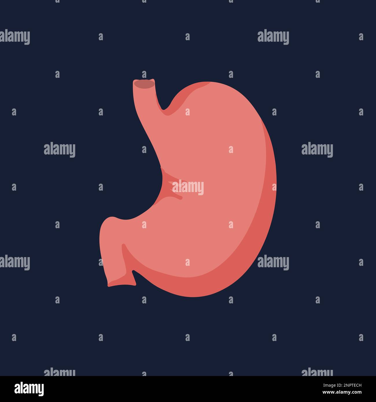 Human digestive stomach side Stock Vector Images - Alamy