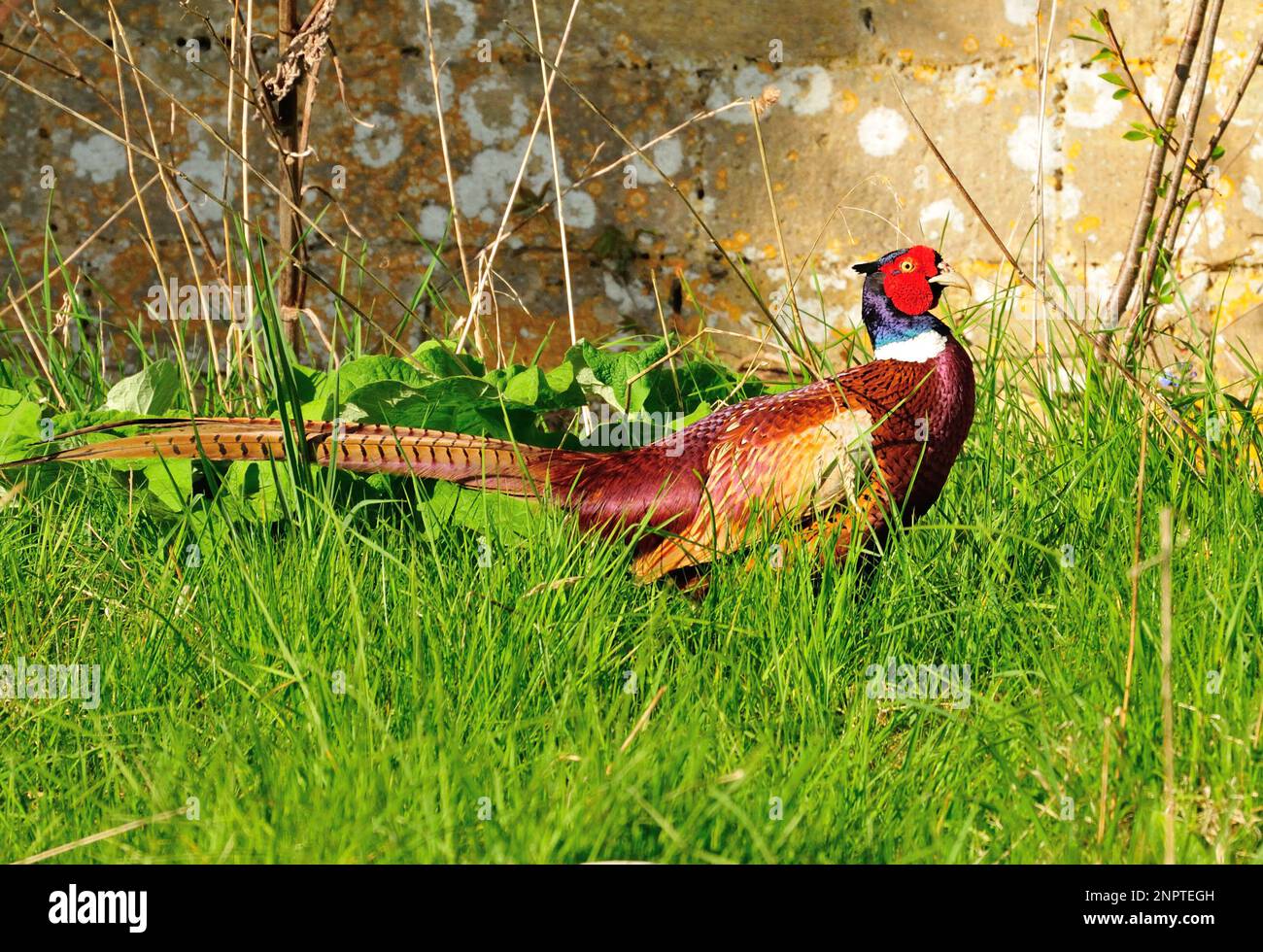 Pheasant in the British countryside Stock Photo - Alamy