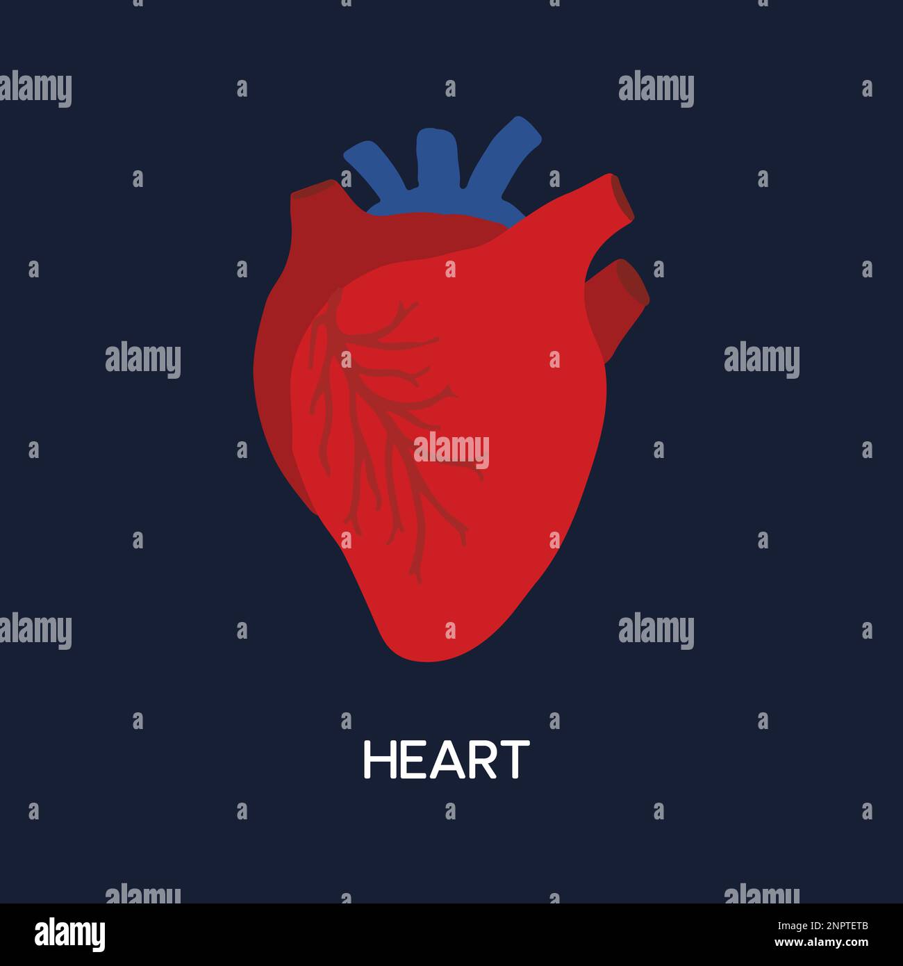 Human Internal organs, cartoon anatomy body part heart, vector ...